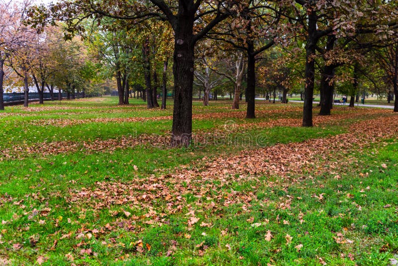 Autumn Scenery with Alley of Fall Leaves Stock Image - Image of green ...