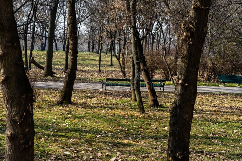 Autumn Scenery with Alley of Fall Leaves Stock Image - Image of ...