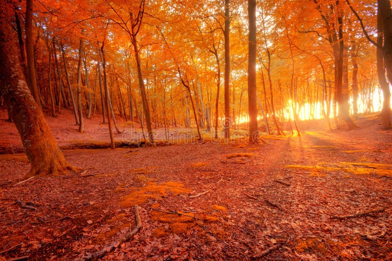 151,217 Gold Scenery Stock Photos - Free & Royalty-Free Stock Photos ...