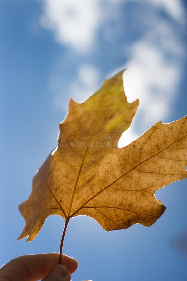 Autumn Scenery, Beautiful Maple Leaf Stock Image - Image of green, gold ...
