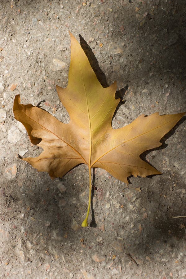 Autumn Scenery, Beautiful Maple Leaves. Stock Photo - Image of autumnal ...