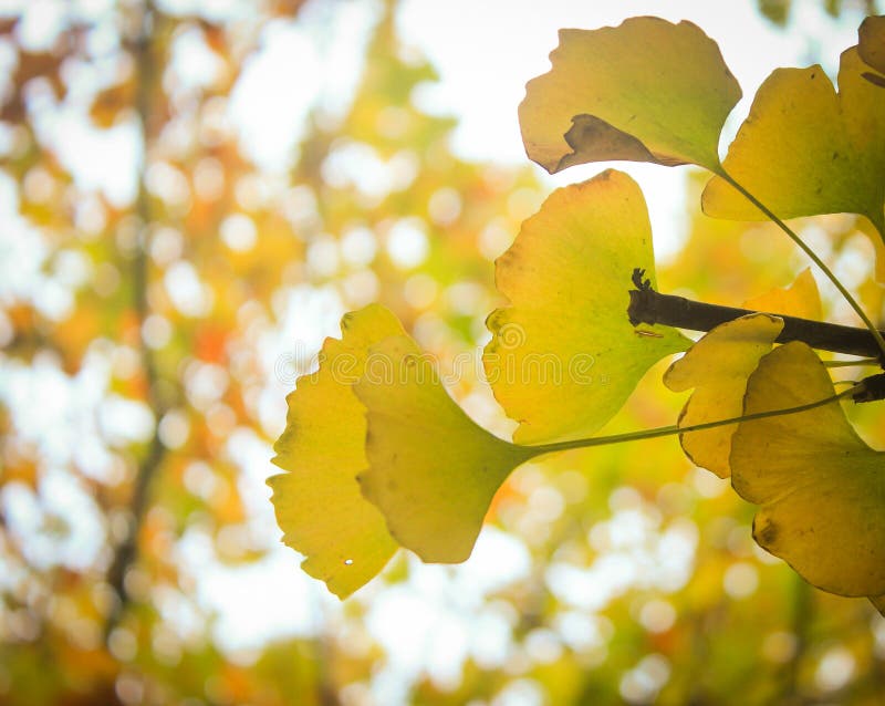 Flabellate Leaf Stock Photos - Free & Royalty-Free Stock Photos from ...