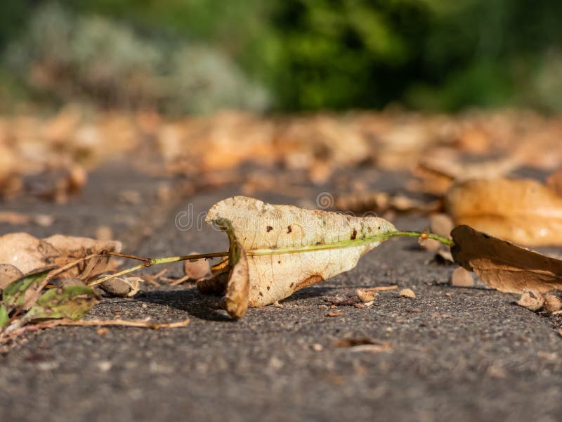 Dry, Brown, Fallen Tree Leaves on the Ground of a Path in a Park in ...