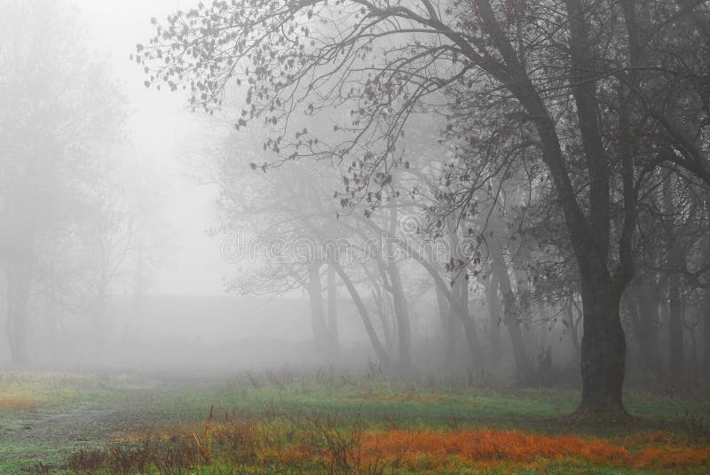 Autumn Scenery in the Forest with Morning Fog Stock Image - Image of ...