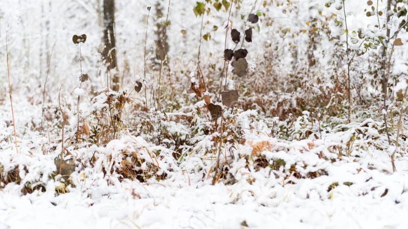 Autumn Scenery: Grass and Plants in Late Fall Covered by First Snow ...