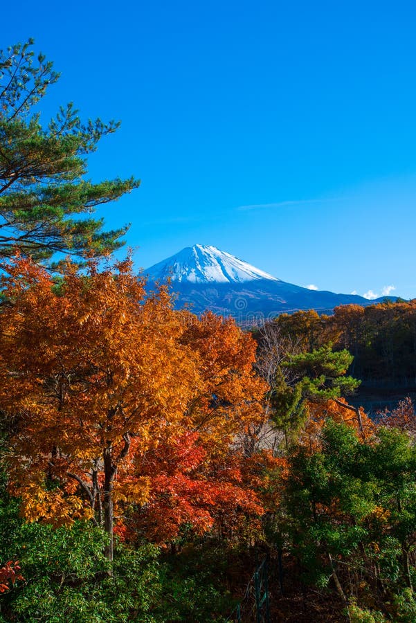 Autumn scenery of Japan stock image. Image of autumn - 43410223