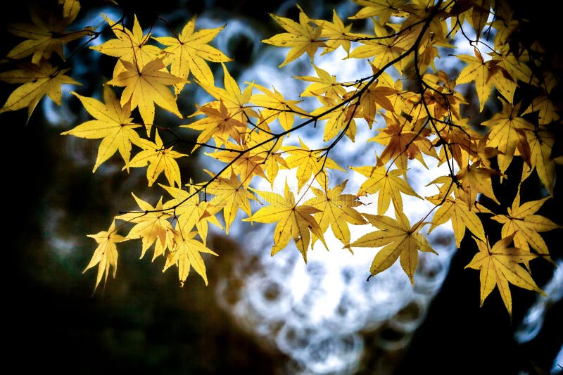 Maple Tree in the Forest in Late Autumn Stock Image - Image of flower ...