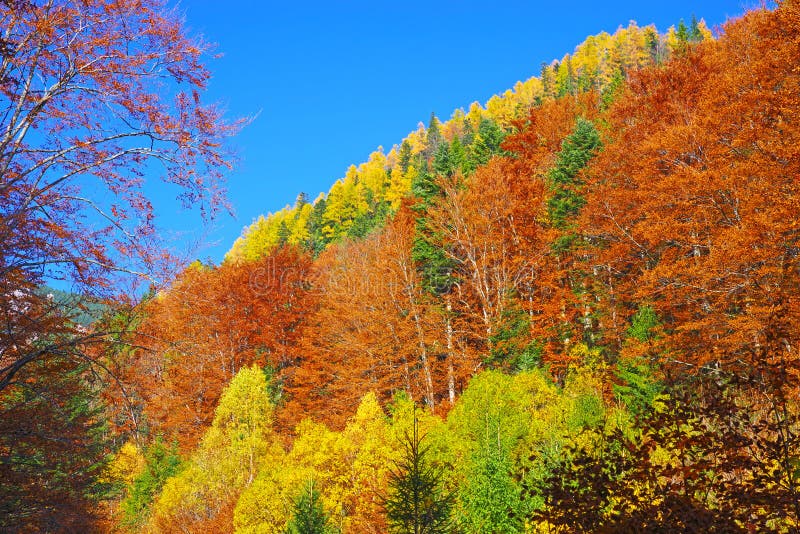 Autumn Scenery Landscape with Colorful Forest Stock Photo - Image of ...