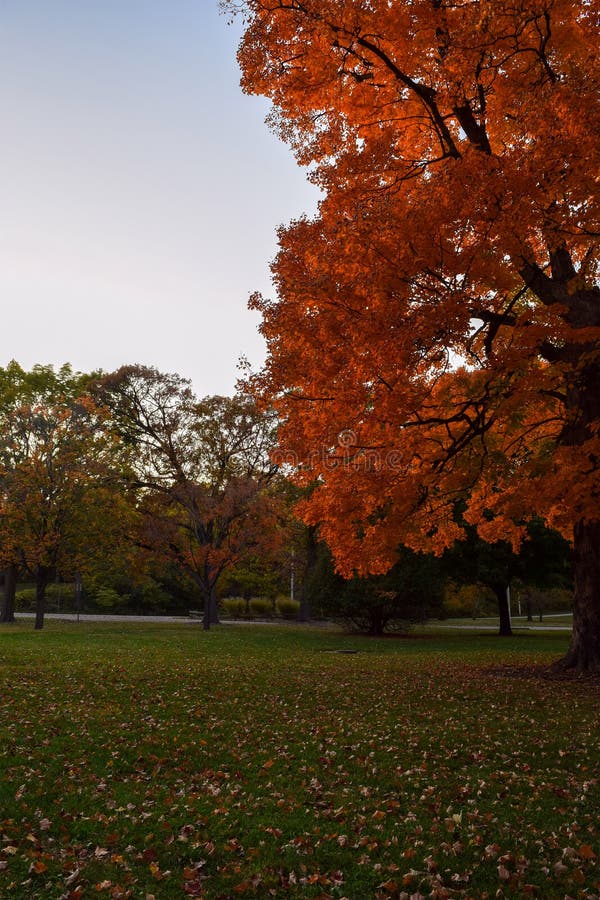 Autumn Scenery at Park with Copy Space Stock Photo - Image of green ...