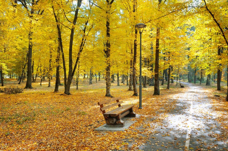Autumn Scenery in Park, the Sun Casts Beautiful Rays through the ...
