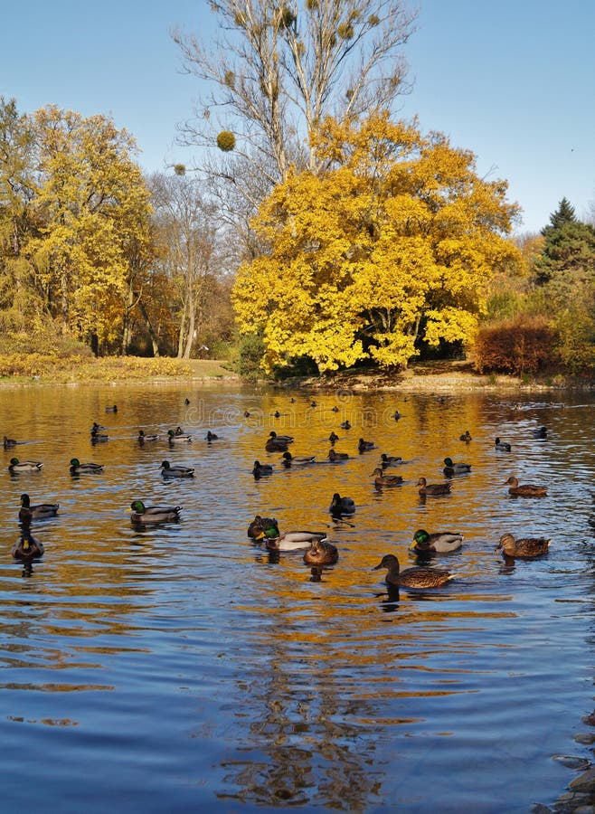 Autumn Scenery - Pond in the Park Stock Image - Image of mallard ...