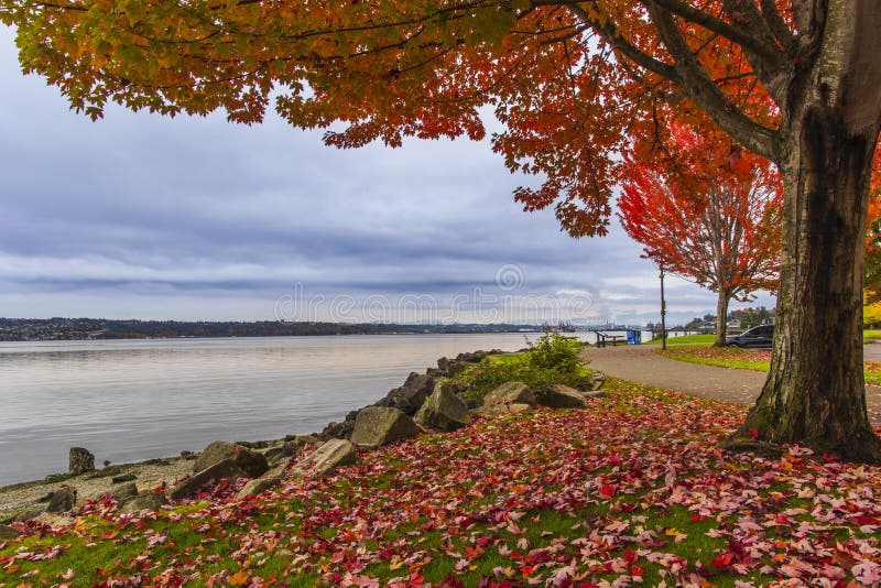 Autumn Scenery in Tacoma with Maple Trees and Maple Leaves. Stock Photo ...