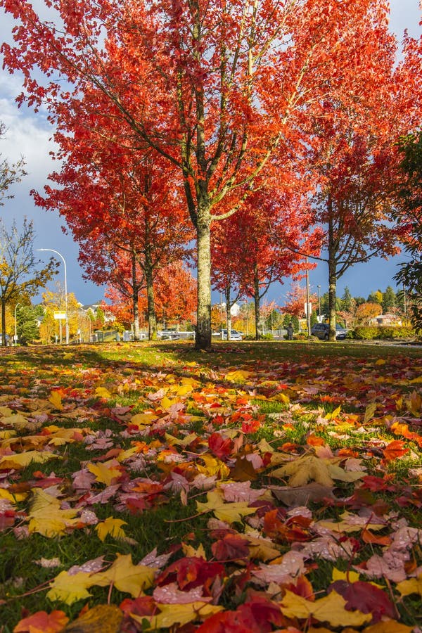 Autumn Scenery in Tacoma with Maple Trees and Maple Leaves. Stock Photo ...