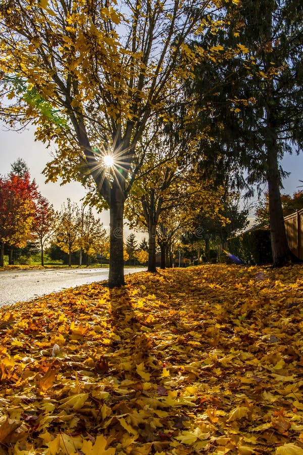 Autumn Scenery in Tacoma with Maple Trees and Maple Leaves. Stock Photo ...