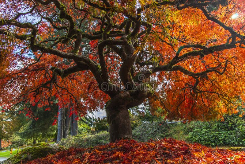 Autumn Scenery in Tacoma with Maple Trees and Maple Leaves. Stock Photo ...