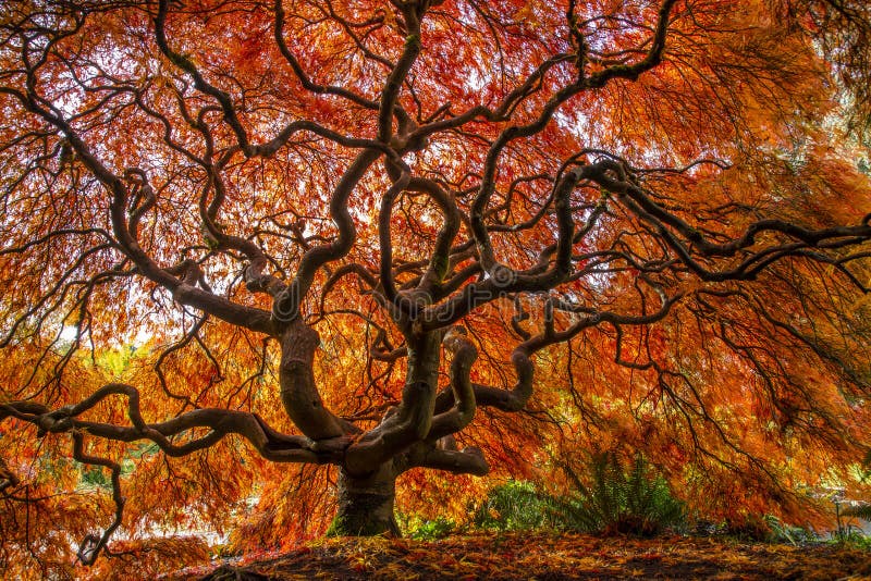 Autumn Scenery in Tacoma with Maple Trees and Maple Leaves. Stock Image ...