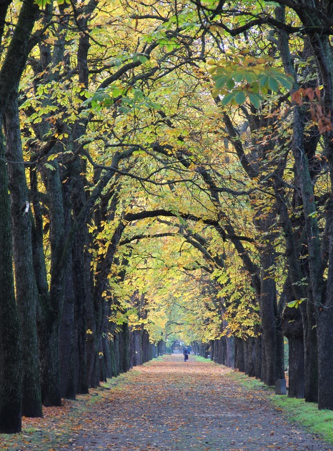 Autumn Scenery of a Tree-lined Road with Yellowing Leaves. Stock Image ...