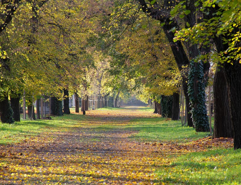 Autumn Scenery of a Tree-lined Road with Yellowing Leaves. Stock Image ...