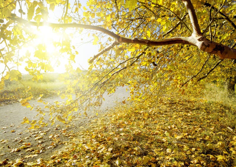 Autumn scenery stock image. Image of beautiful, beam - 37778011