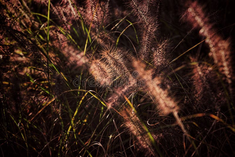 Autumn scenes of grass stock photo. Image of autumn - 202249226