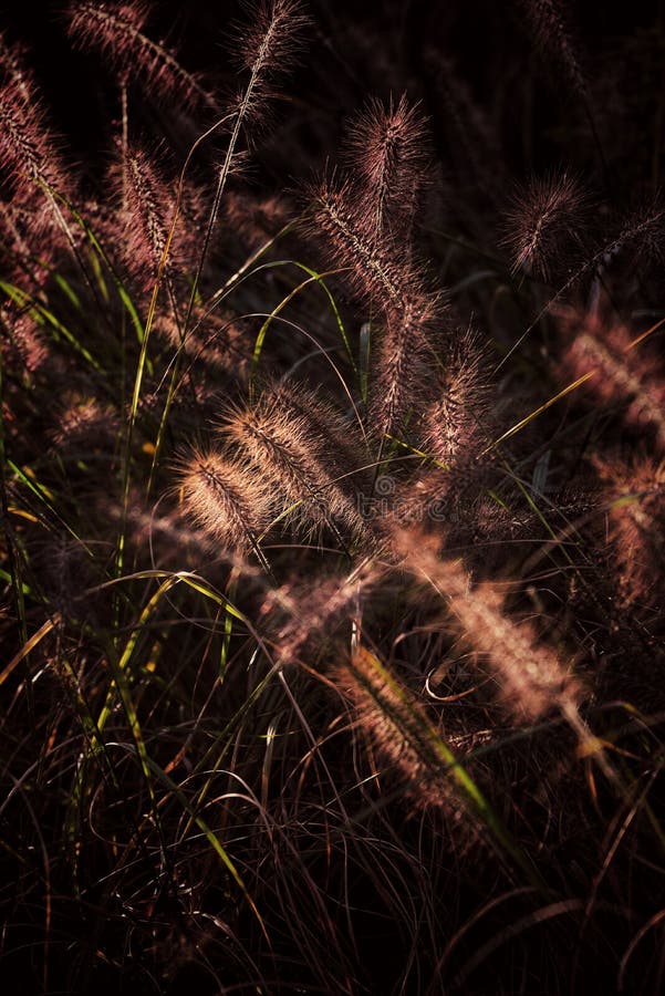 Autumn scenes of grass stock image. Image of background - 202249283