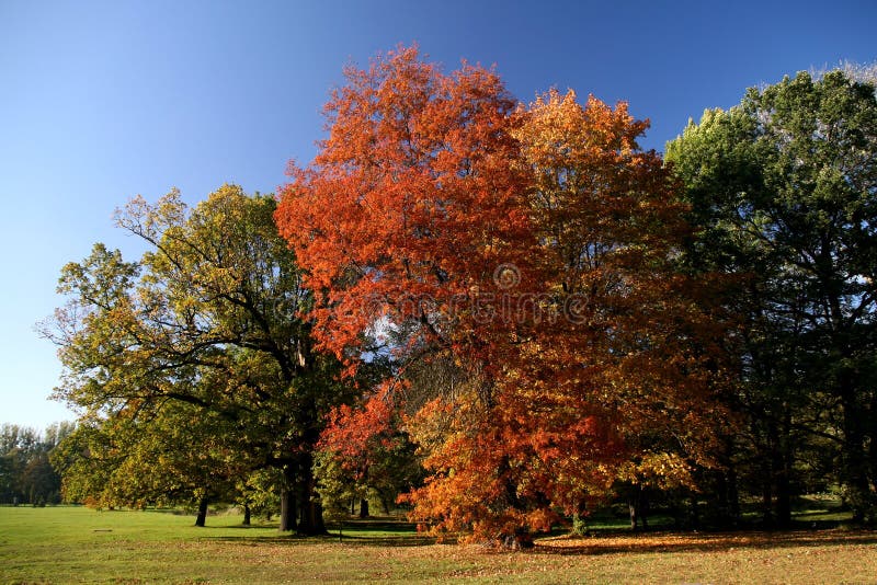 Row of English Oak Trees in Autumn Colors Stock Photo - Image of autumn ...