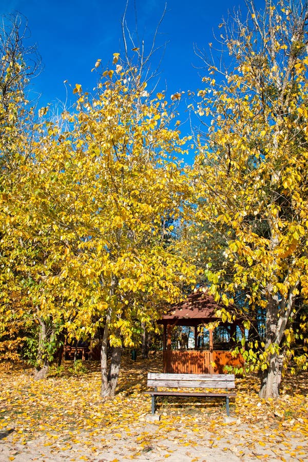 In the Autumn Season, a Bench by the Forest Stock Photo - Image of ...