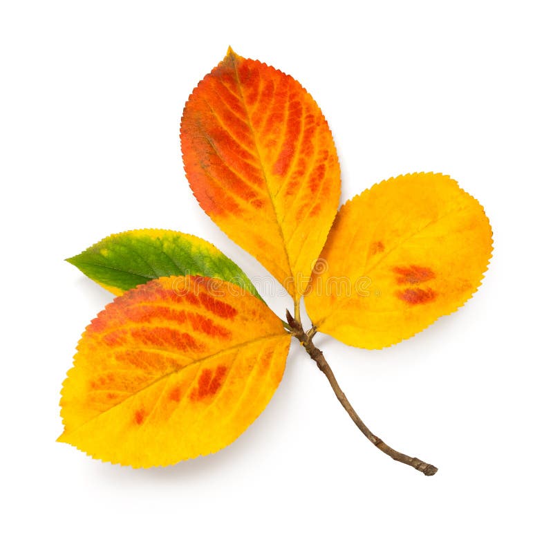 Autumn Season Concept, Autumn Leaf Isolated on White Background Stock ...