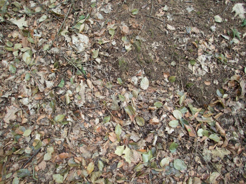 Forest Ground with Fallen Leaves and Stones Stock Image - Image of ...