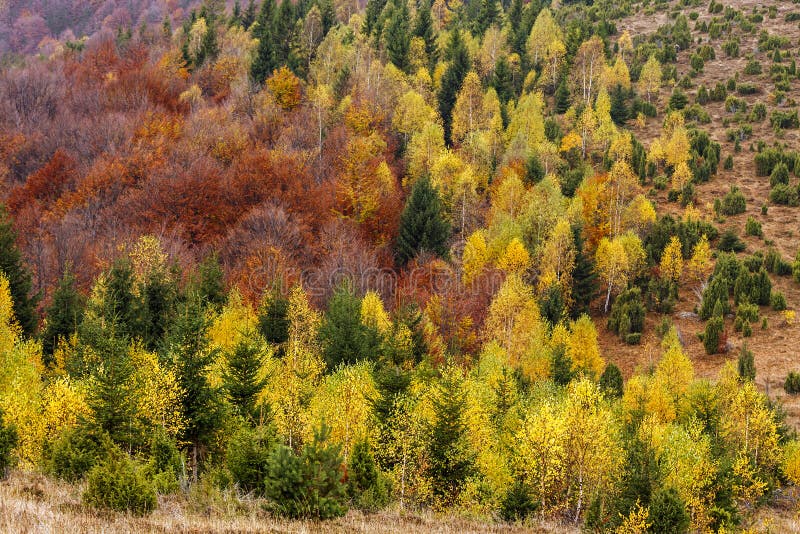 Autumn Season Hillside, Covered with Colorful Trees Stock Image - Image ...