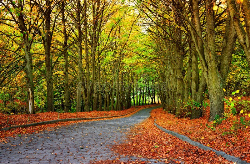 Autumn season in the park stock photo. Image of organic - 19732686