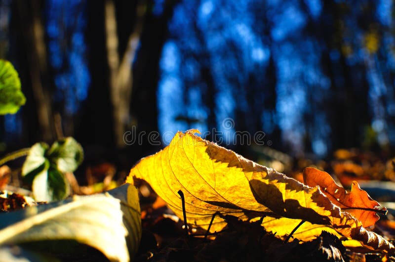Autumn Season - September And October. Stock Image - Image of leaves ...