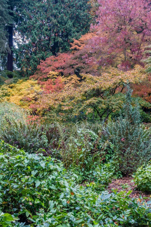 Autumn in Seattle stock photo. Image of pink, autumn - 61097272