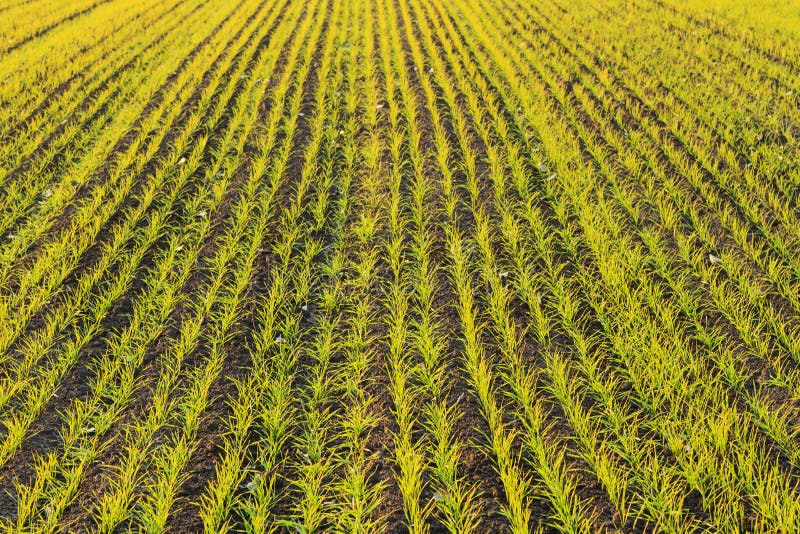 Autumn seeding wheat field stock image. Image of field - 78518525