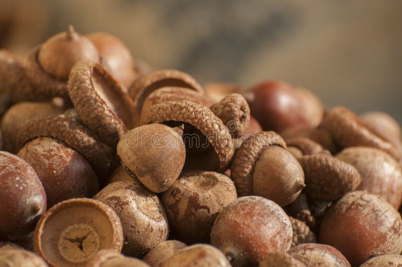 Autumn seeds stock photo. Image of outdoor, nice, growth - 27240520