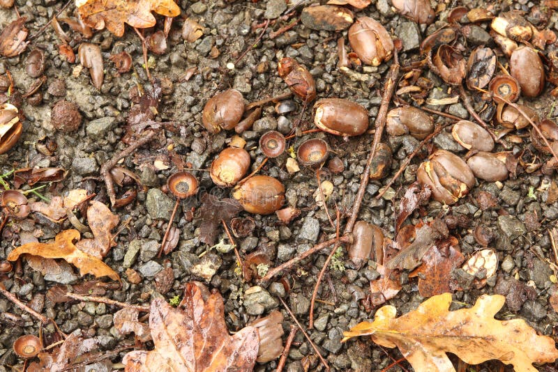 Autumn seeds stock photo. Image of roble, seeds, ground - 131429456