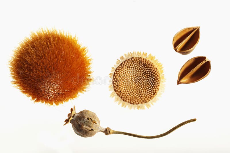 Autumn seeds and pods stock image. Image of prickly, seasonal - 11148619