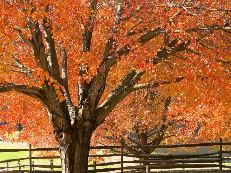 Autumn Shade stock photo. Image of seasonal, fence, fall - 1992210