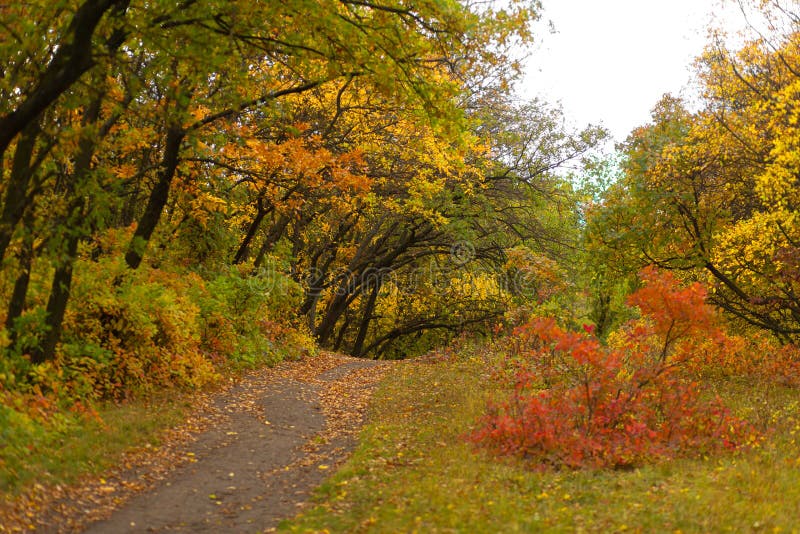 Autumn Shades of Color. Forest in Bright Autumn Colors Stock Photo ...