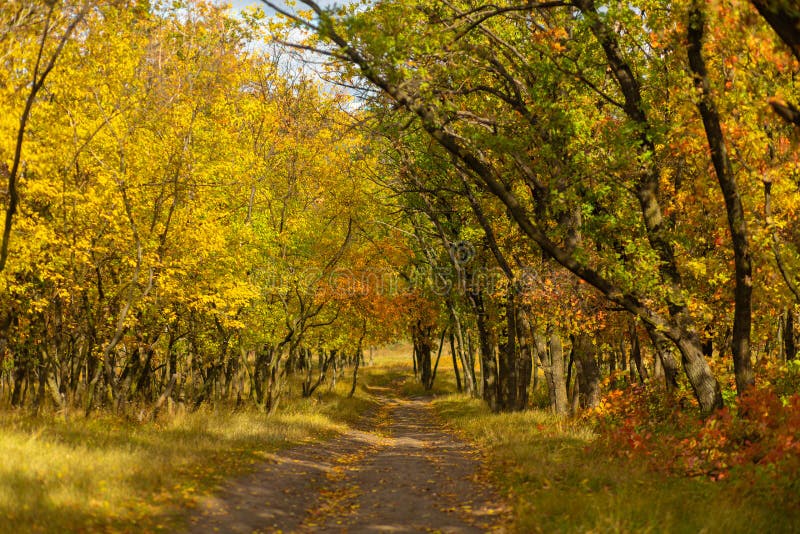 Autumn Shades of Color. Forest in Bright Autumn Colors Stock Photo ...