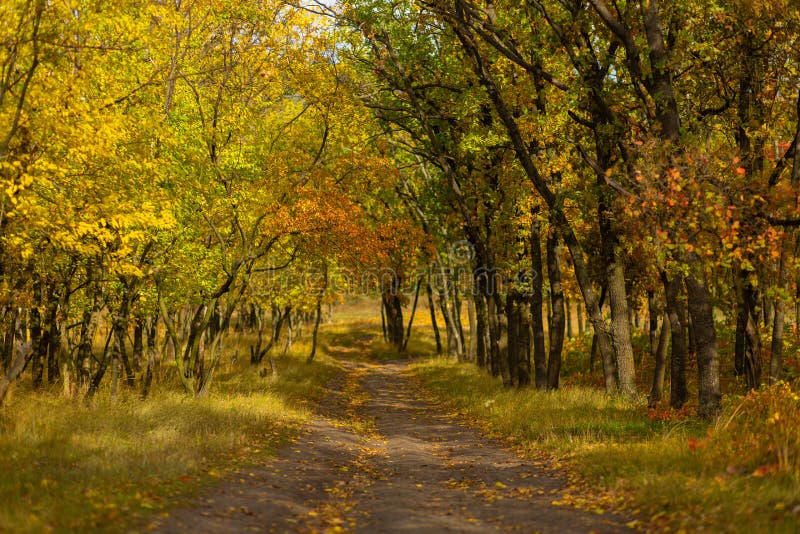 Autumn Shades of Color. Forest in Bright Autumn Colors Stock Image ...