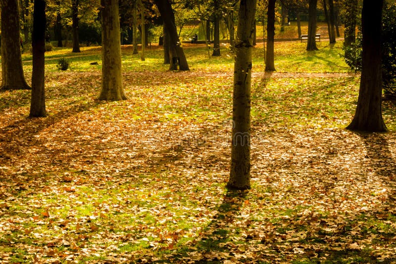 Autumn shadows. stock photo. Image of willow, shadows - 61780518