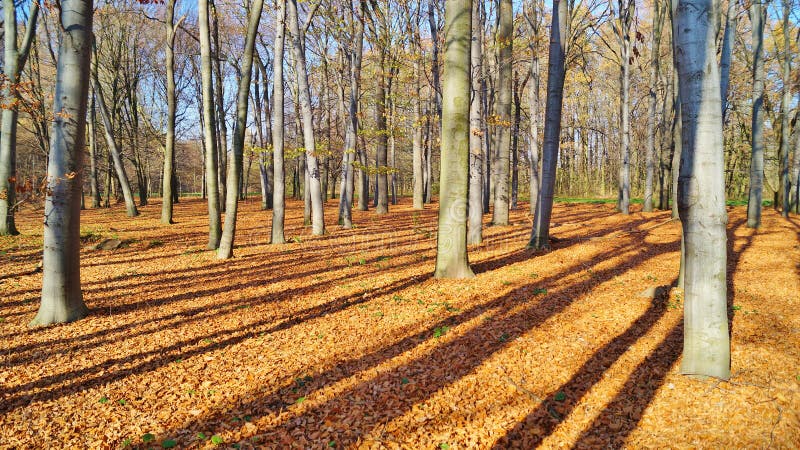 Autumn shadows. stock photo. Image of willow, shadows - 61780518