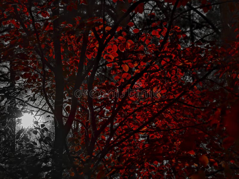 Autumn Shines in Red Colors Stock Photo - Image of leaves, branch ...