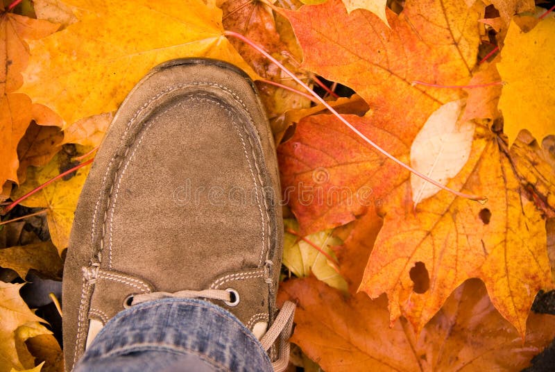 Autumn shoes stock image. Image of tree, foot, autumn - 11397561