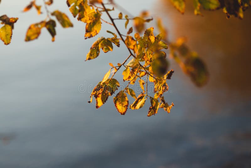 Autumn Shore Near the Water Near the Boat Stock Image - Image of river ...