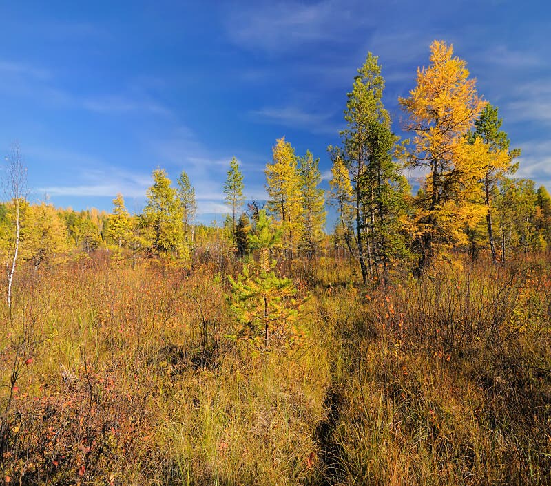 Swamp In The Siberian Taiga Stock Image - Image of nature, forest: 20258161