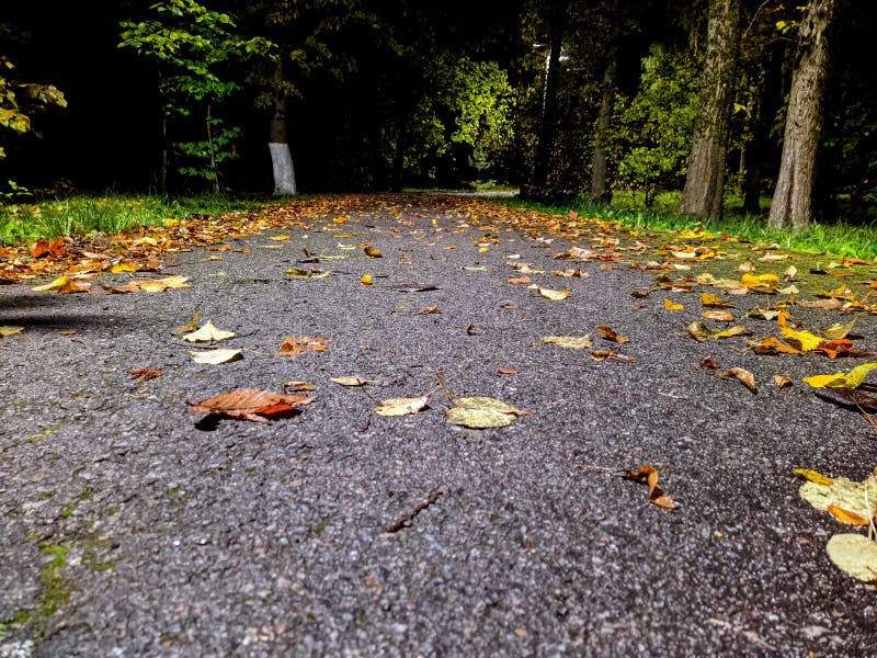 Autumn Sidewalk with Fallen Leaves in the Park at Night. Stock Photo ...