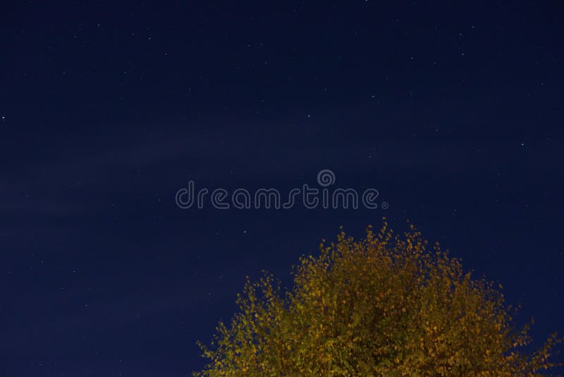 Autumn Silver Birch Tree with Night Sky Stock Image - Image of evening ...