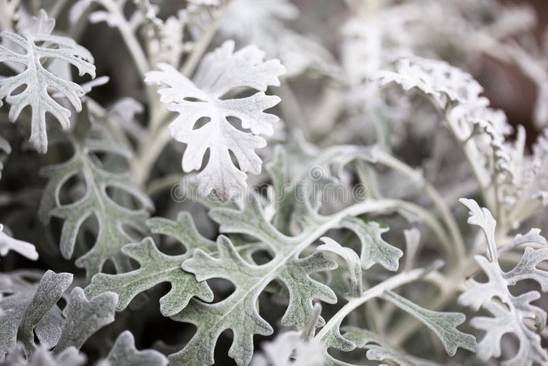 Autumn Silver Leaves Background Stock Image - Image of cover, abstract ...